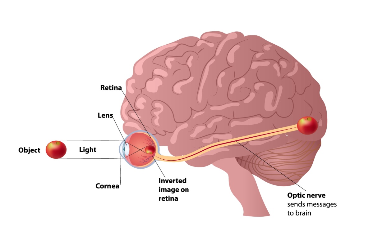 How Do the Brain and Eyes Work Together?